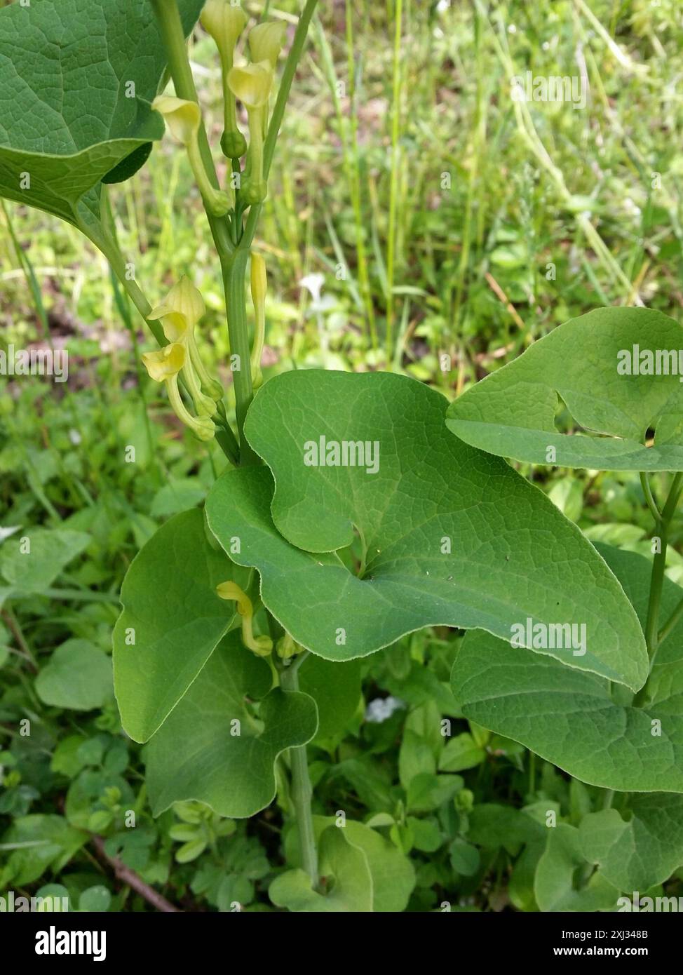 Birthwort (Aristolochia clematitis) Plantae Stock Photo - Alamy
