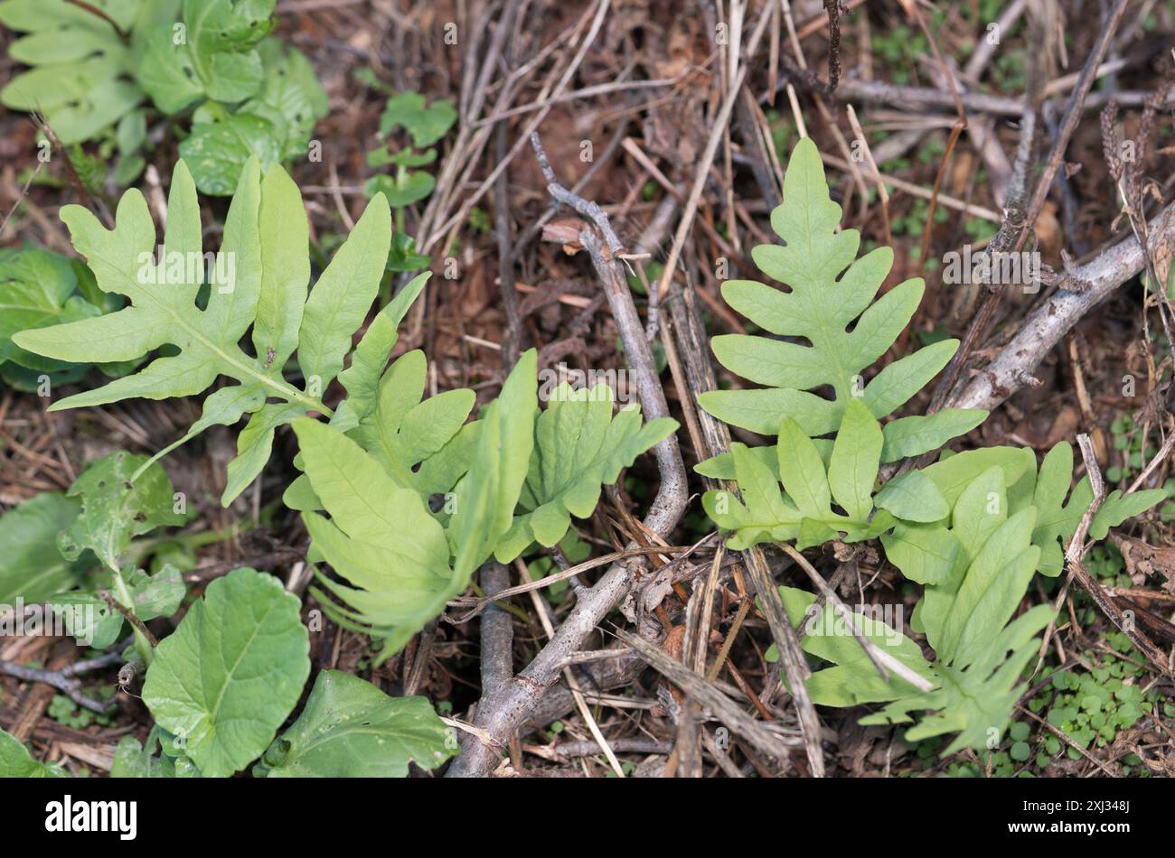 sensitive fern (Onoclea sensibilis) Plantae Stock Photo - Alamy
