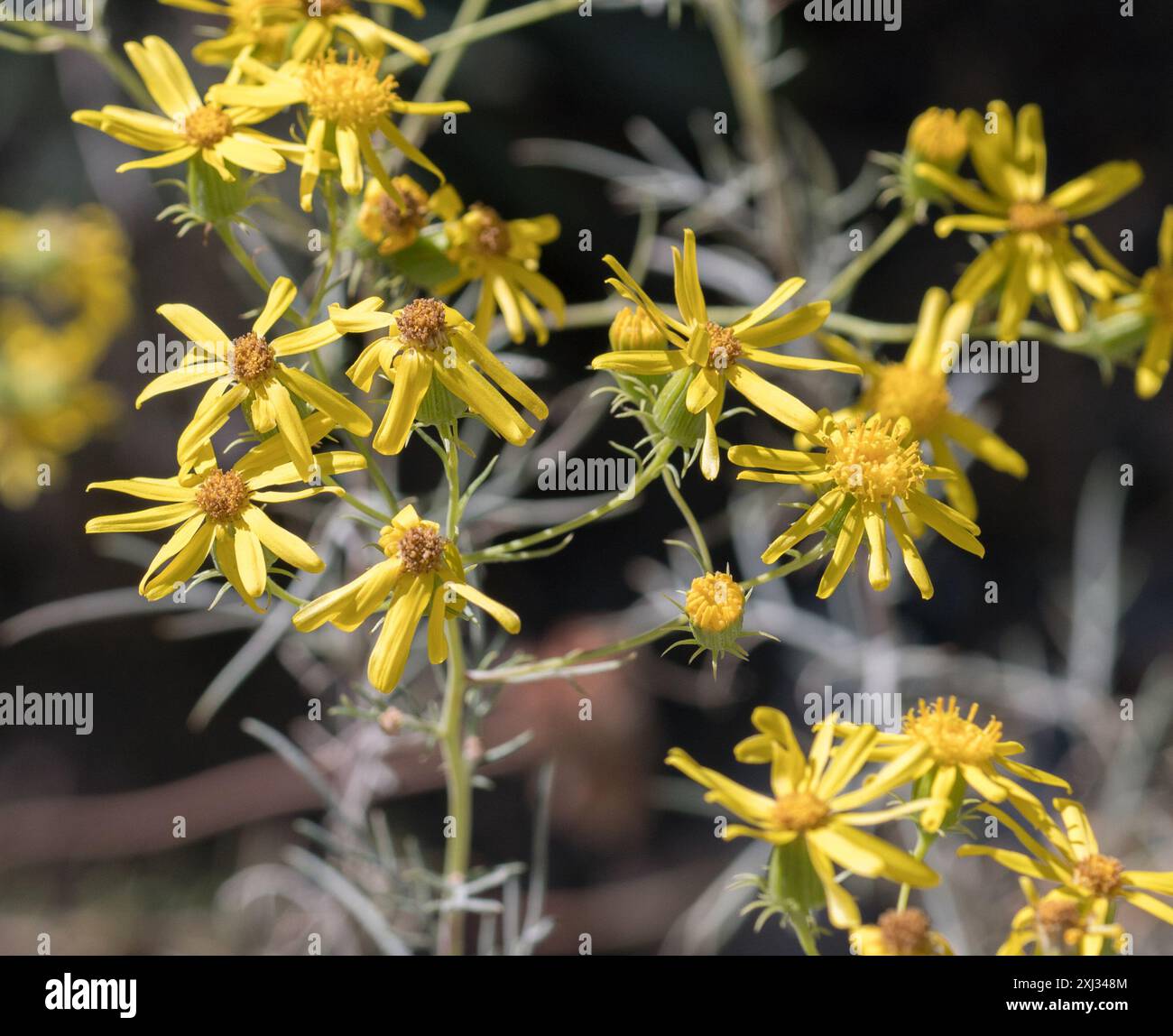 threadleaf groundsel (Senecio flaccidus) Plantae Stock Photo - Alamy