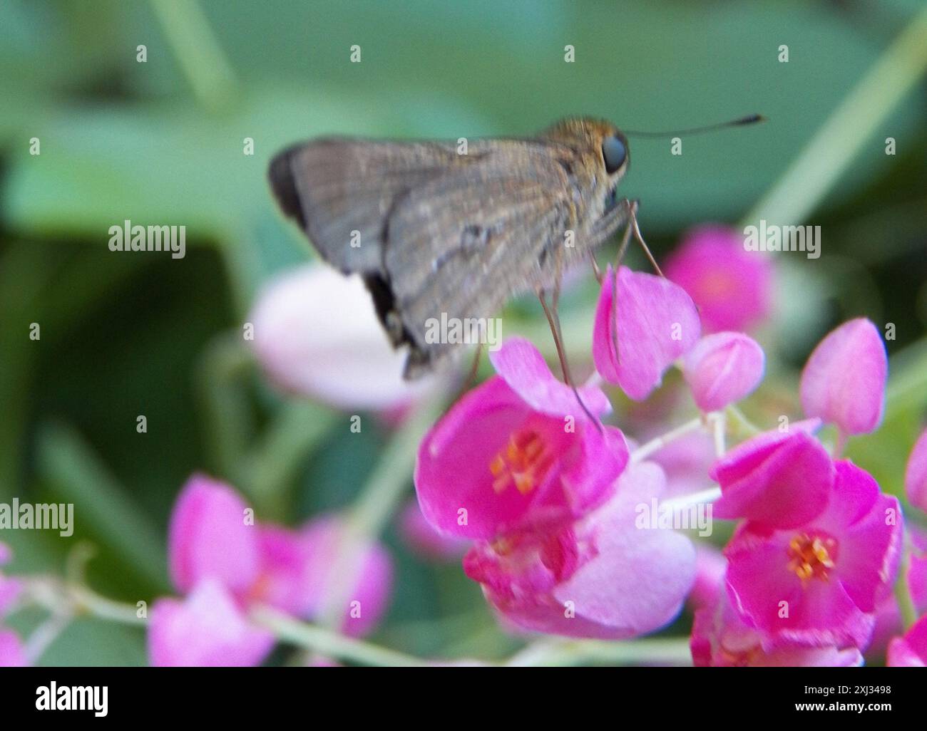 Ocola Skipper (Panoquina ocola) Insecta Stock Photo - Alamy