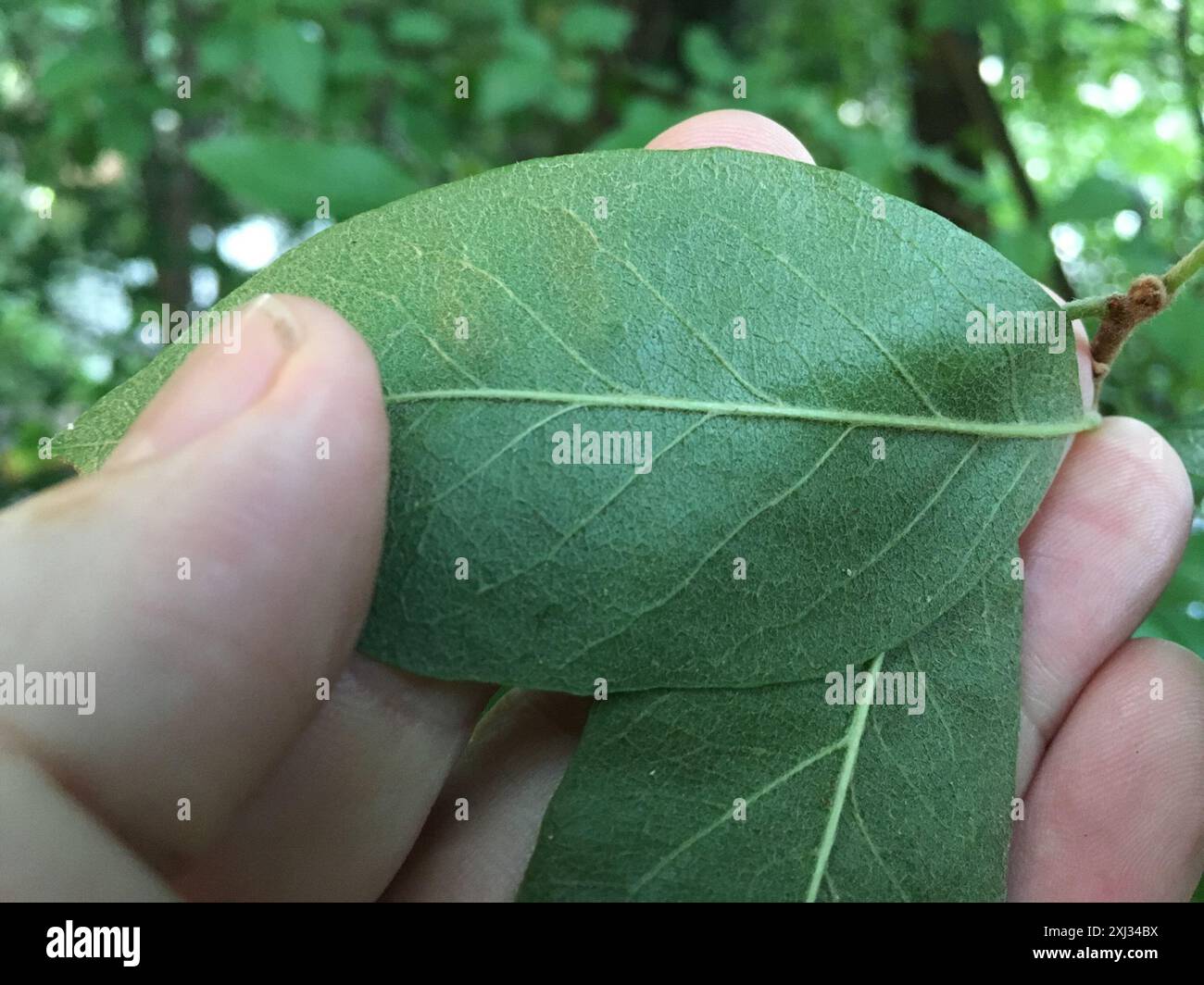 bully trees (Sideroxylon) Plantae Stock Photo - Alamy
