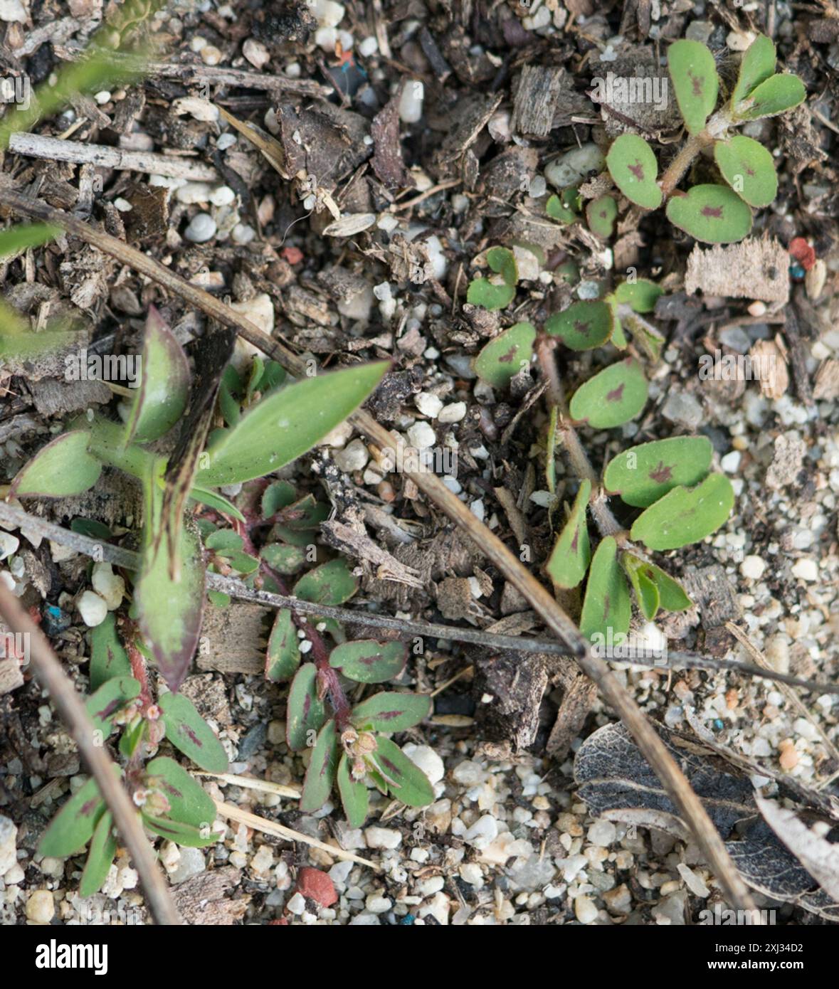Spotted spurge (Euphorbia maculata) Plantae Stock Photo - Alamy