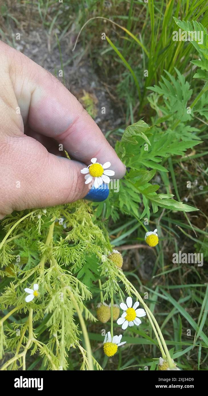 Stinking chamomile (Anthemis cotula) Plantae Stock Photo - Alamy