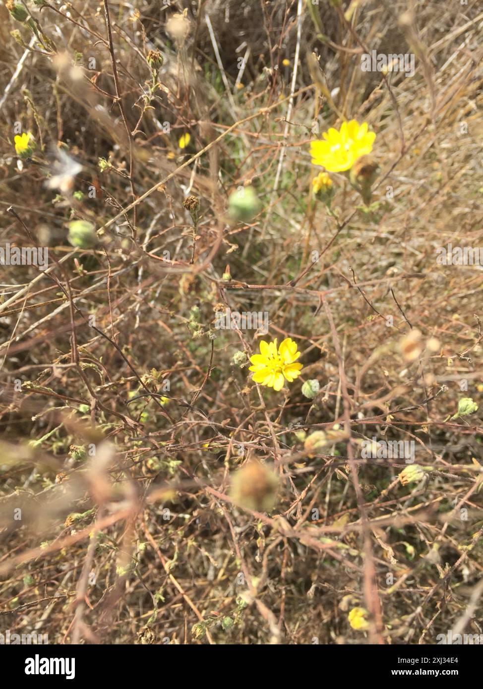 Yellow Hayfield Tarplant (Hemizonia congesta lutescens) Plantae Stock ...