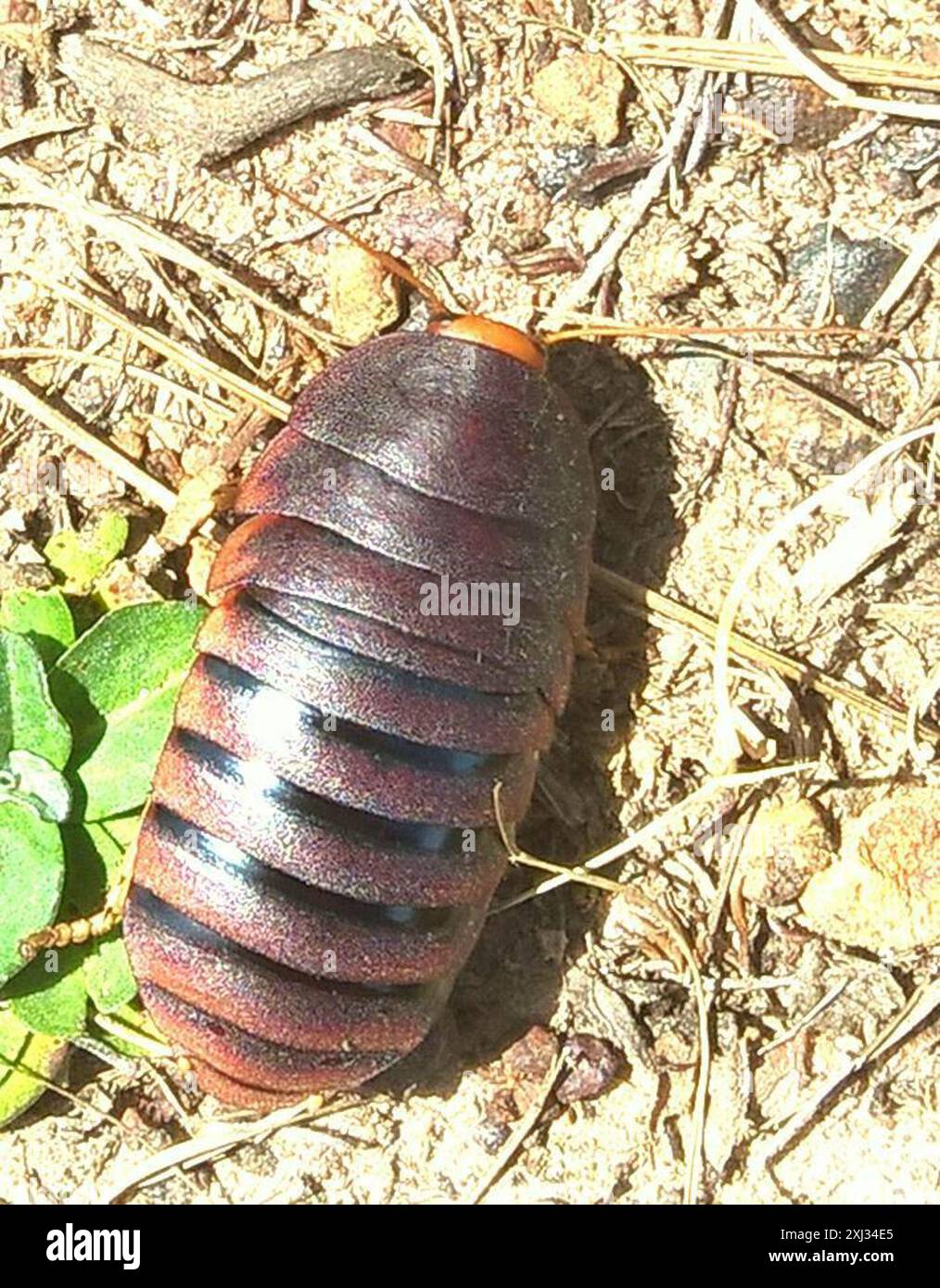 Cape Mountain Cockroach (Aptera fusca) Insecta Stock Photo - Alamy