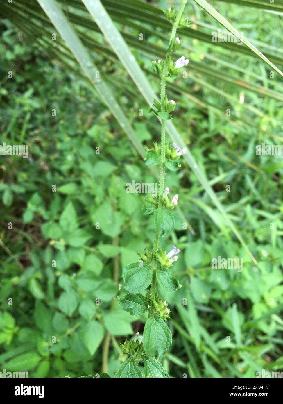 Tropical Bushmint (Hyptis mutabilis) Plantae Stock Photo - Alamy