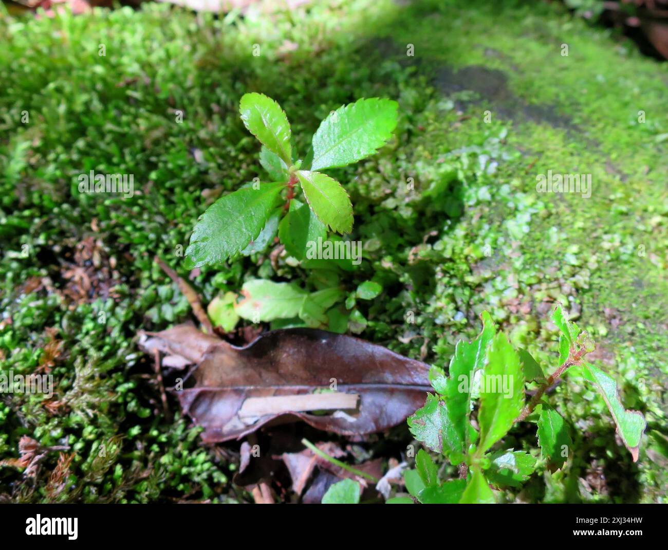 Assegai tree (Curtisia dentata) Plantae Stock Photo - Alamy