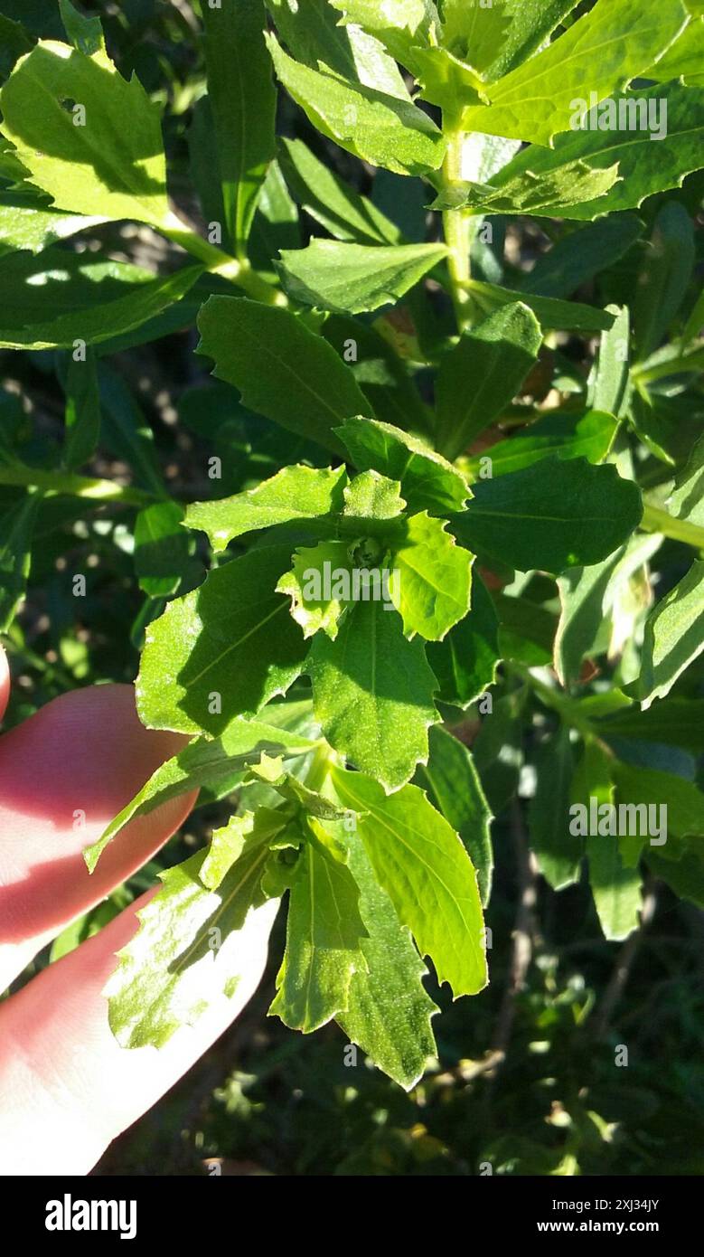 Chaparral Coyote Brush (Baccharis pilularis consanguinea) Plantae Stock ...