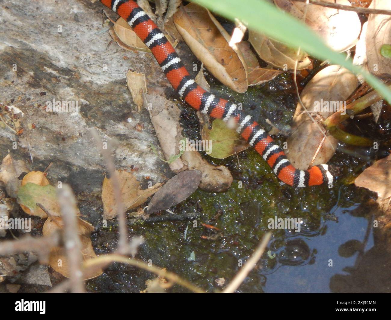 Coast Mountain Kingsnake (Lampropeltis multifasciata) Reptilia Stock ...