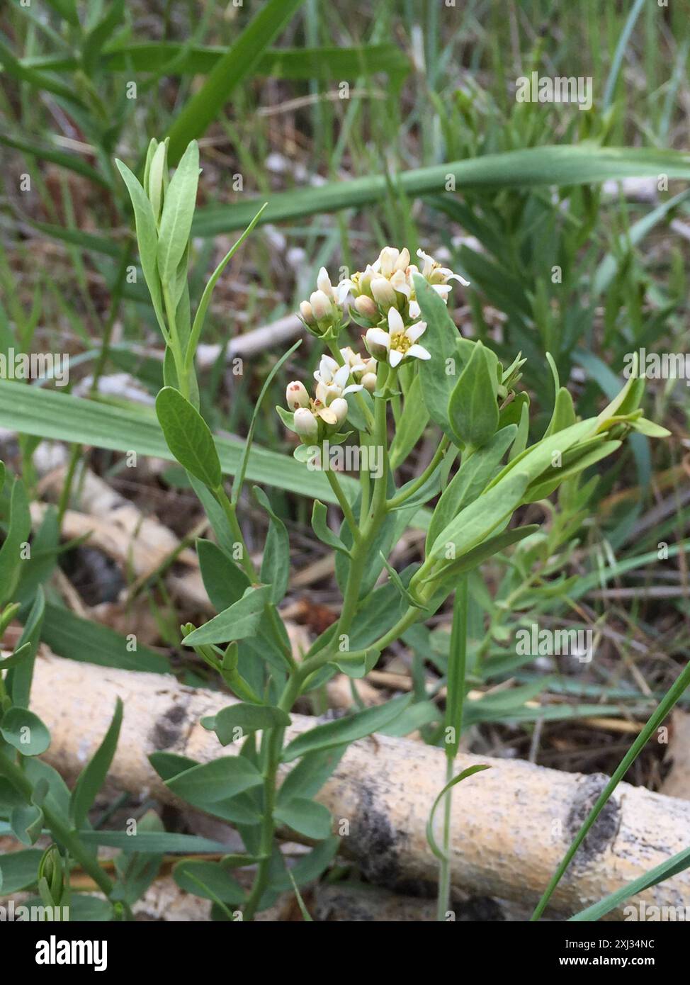 western comandra (Comandra umbellata pallida) Plantae Stock Photo - Alamy