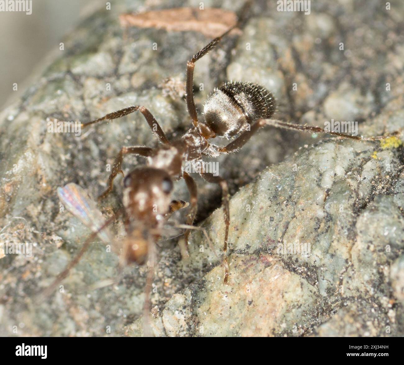 fusca-group Field Ants and Allies (Formica fusca) Insecta Stock Photo ...