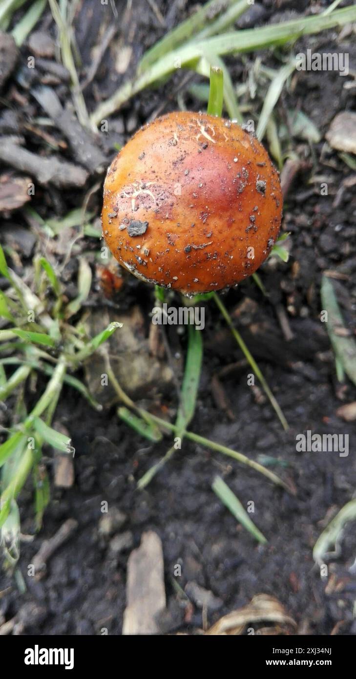 Chip Cherries (Leratiomyces ceres) Fungi Stock Photo - Alamy