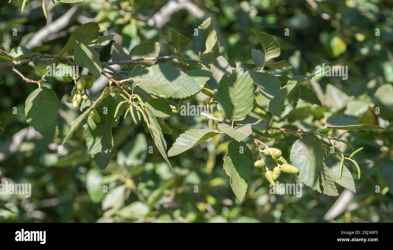 white alder (Alnus rhombifolia) Plantae Stock Photo - Alamy