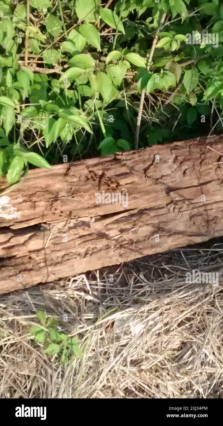 Common Whitetail (Plathemis lydia) Insecta Stock Photo - Alamy