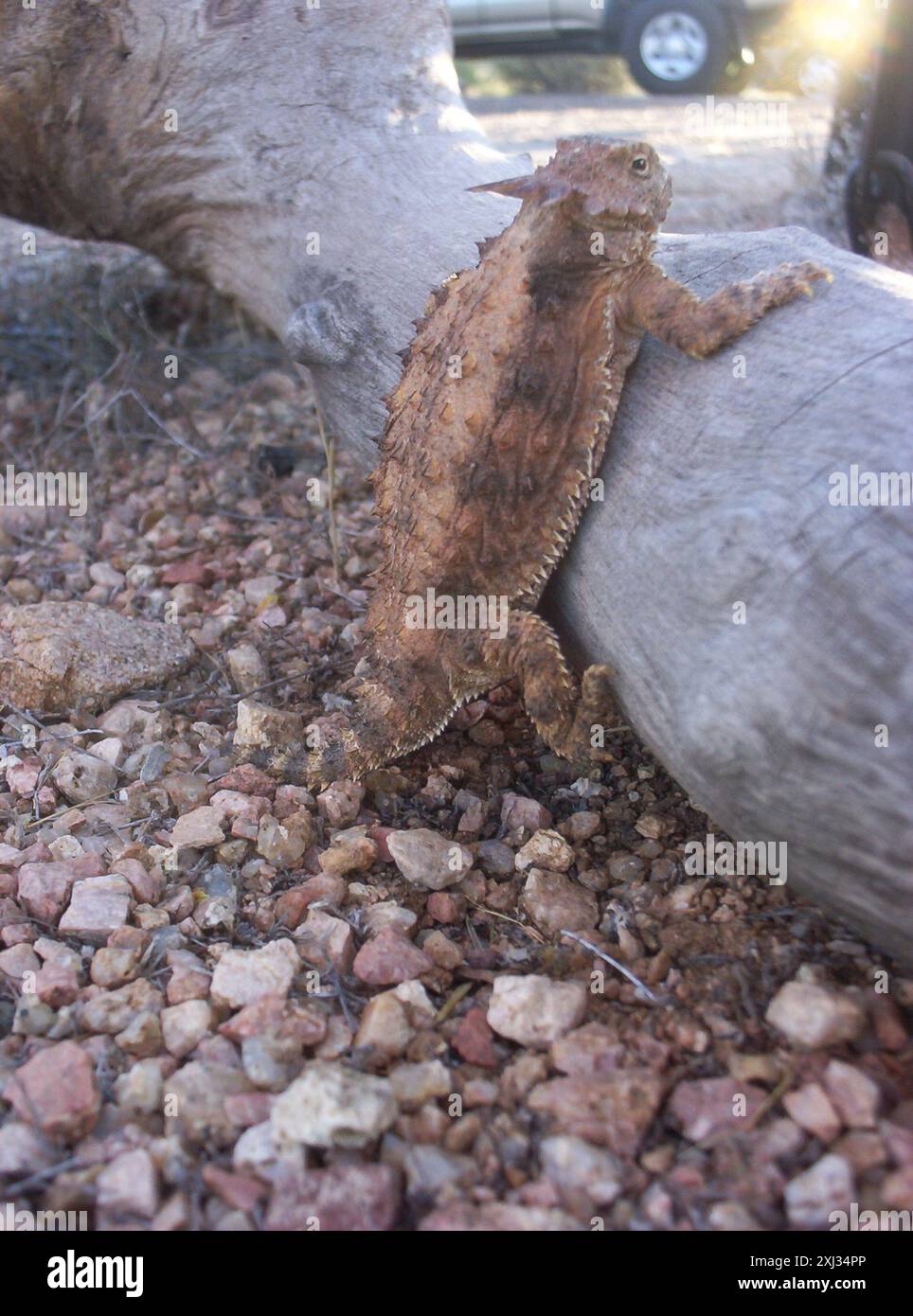 Regal horned lizard hi-res stock photography and images - Alamy