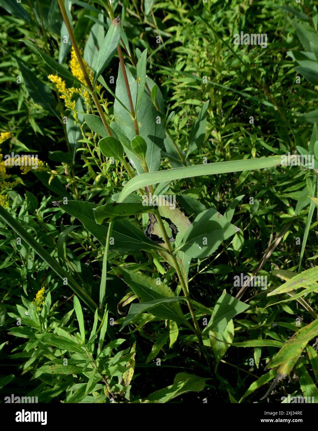 Stiff Sunflower (Helianthus pauciflorus) Plantae Stock Photo - Alamy