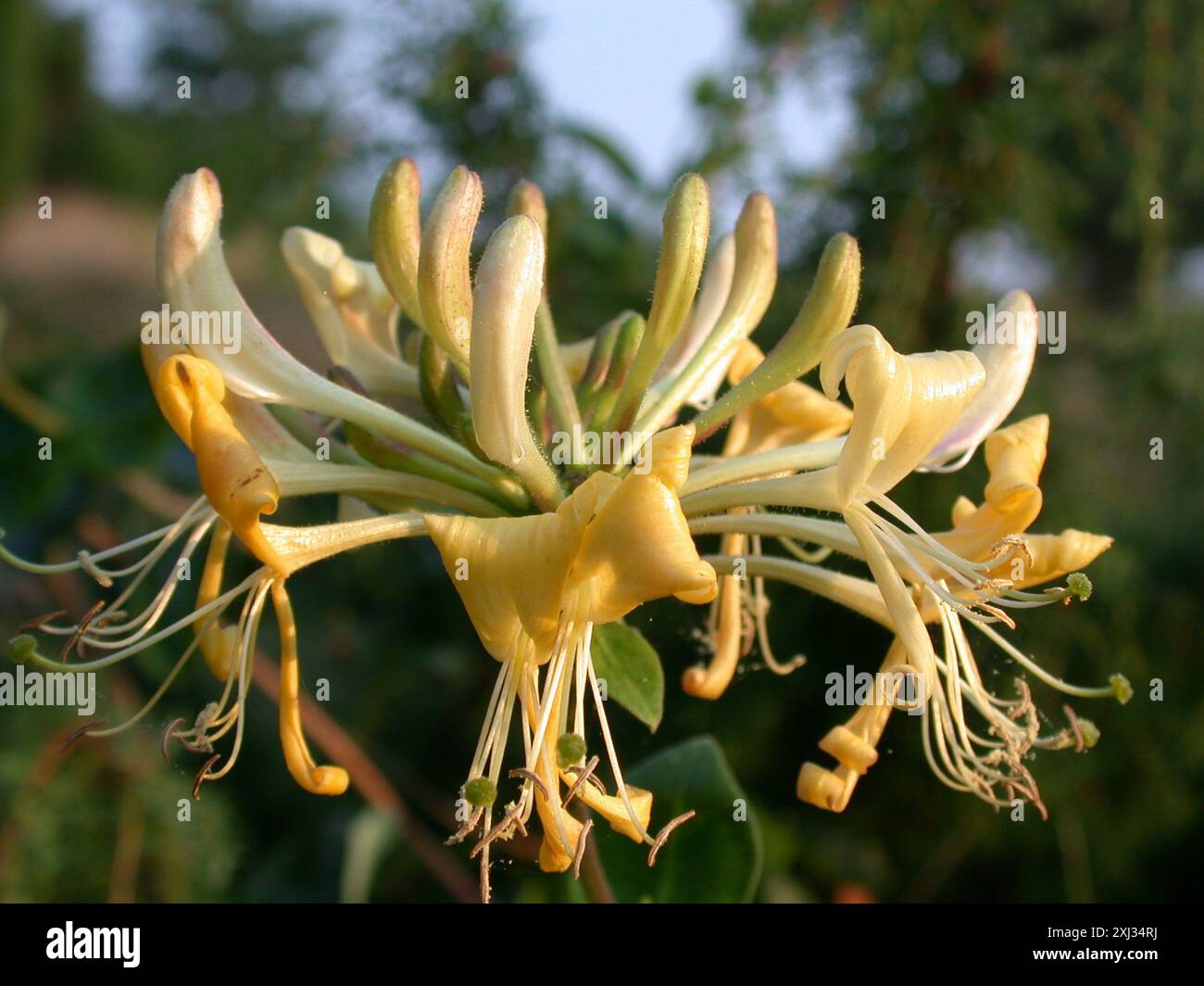 Common Honeysuckle (Lonicera periclymenum) Plantae Stock Photo - Alamy