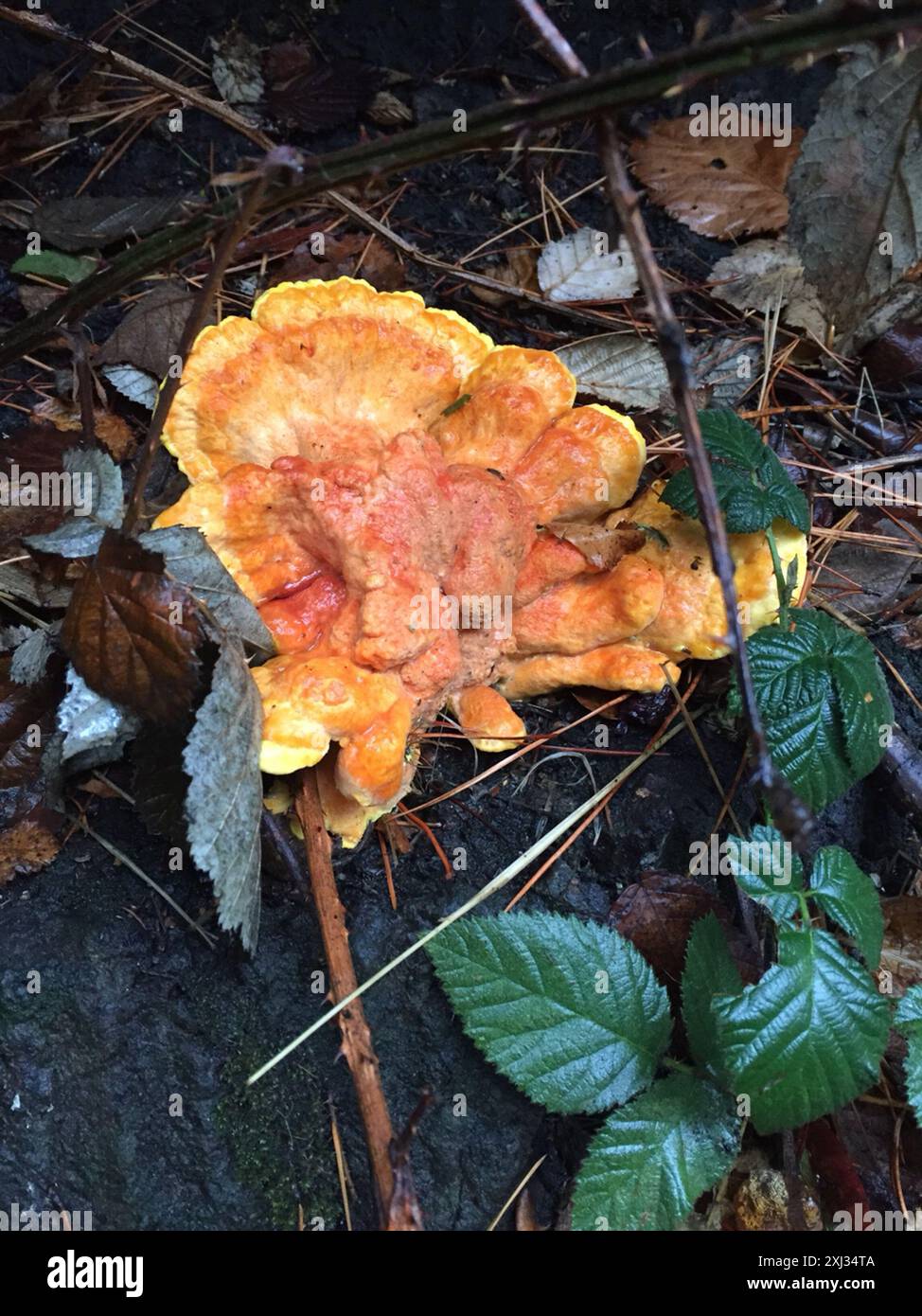 Western Hardwood Sulphur Shelf (Laetiporus gilbertsonii) Fungi Stock ...