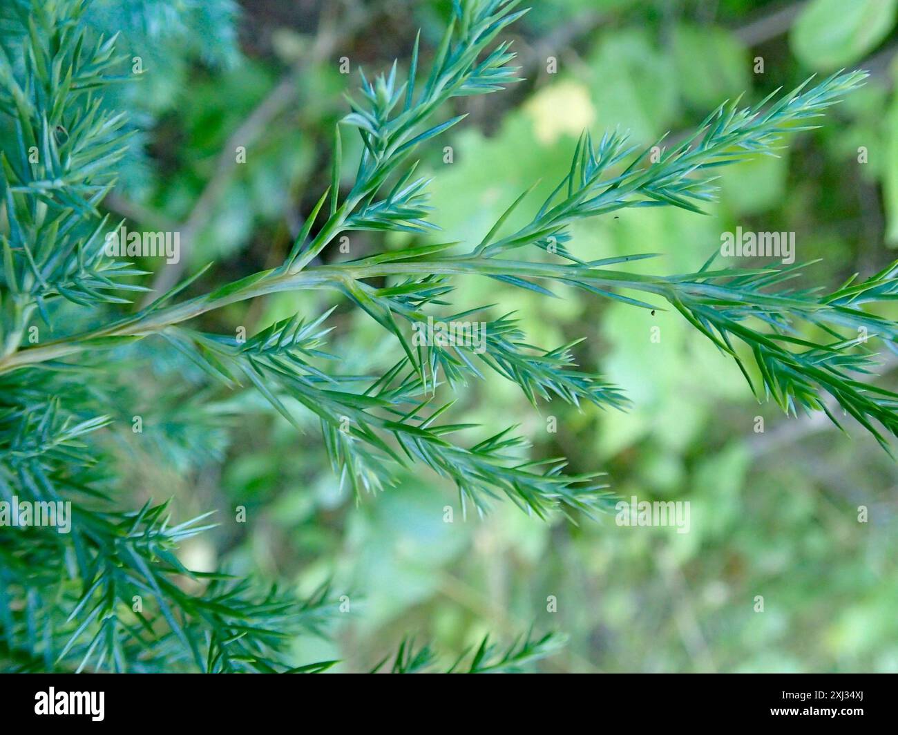 eastern redcedar (Juniperus virginiana) Plantae Stock Photo - Alamy