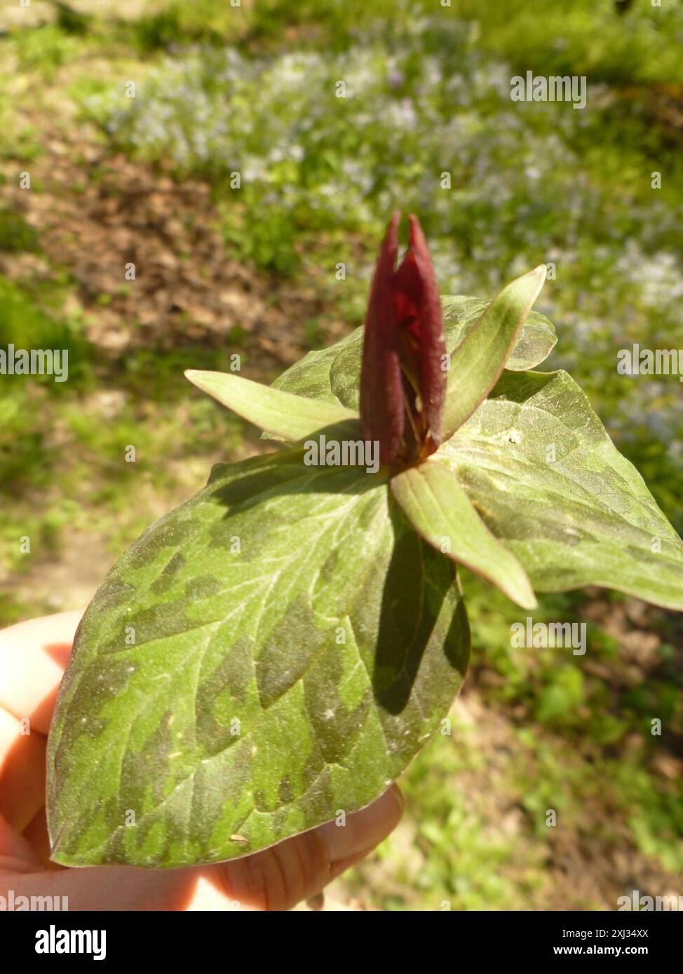 toadshade (Trillium sessile) Plantae Stock Photo - Alamy