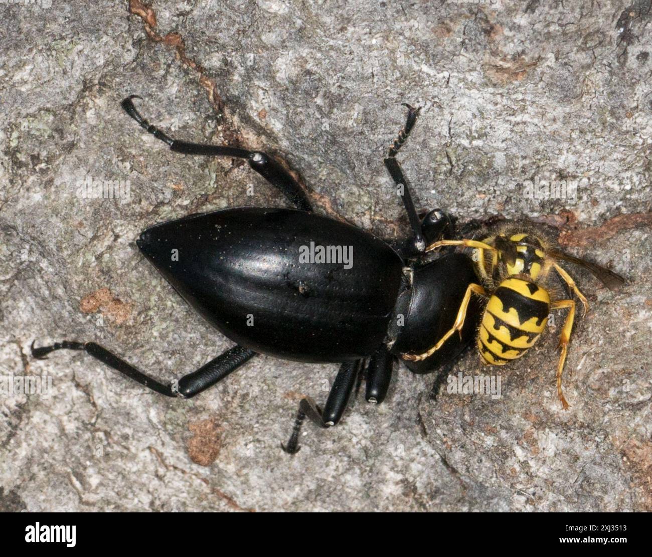 Western Yellowjacket (Vespula pensylvanica) Insecta Stock Photo - Alamy