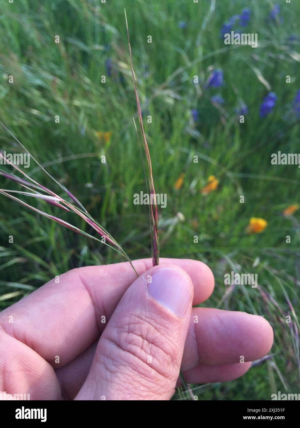 purple needlegrass (Nassella pulchra) Plantae Stock Photo - Alamy