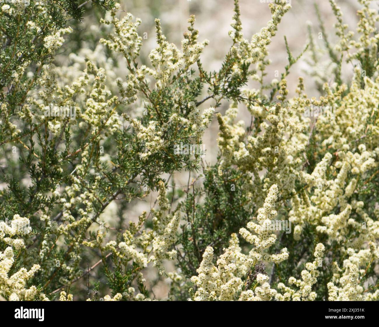 chamise (Adenostoma fasciculatum) Plantae Stock Photo - Alamy