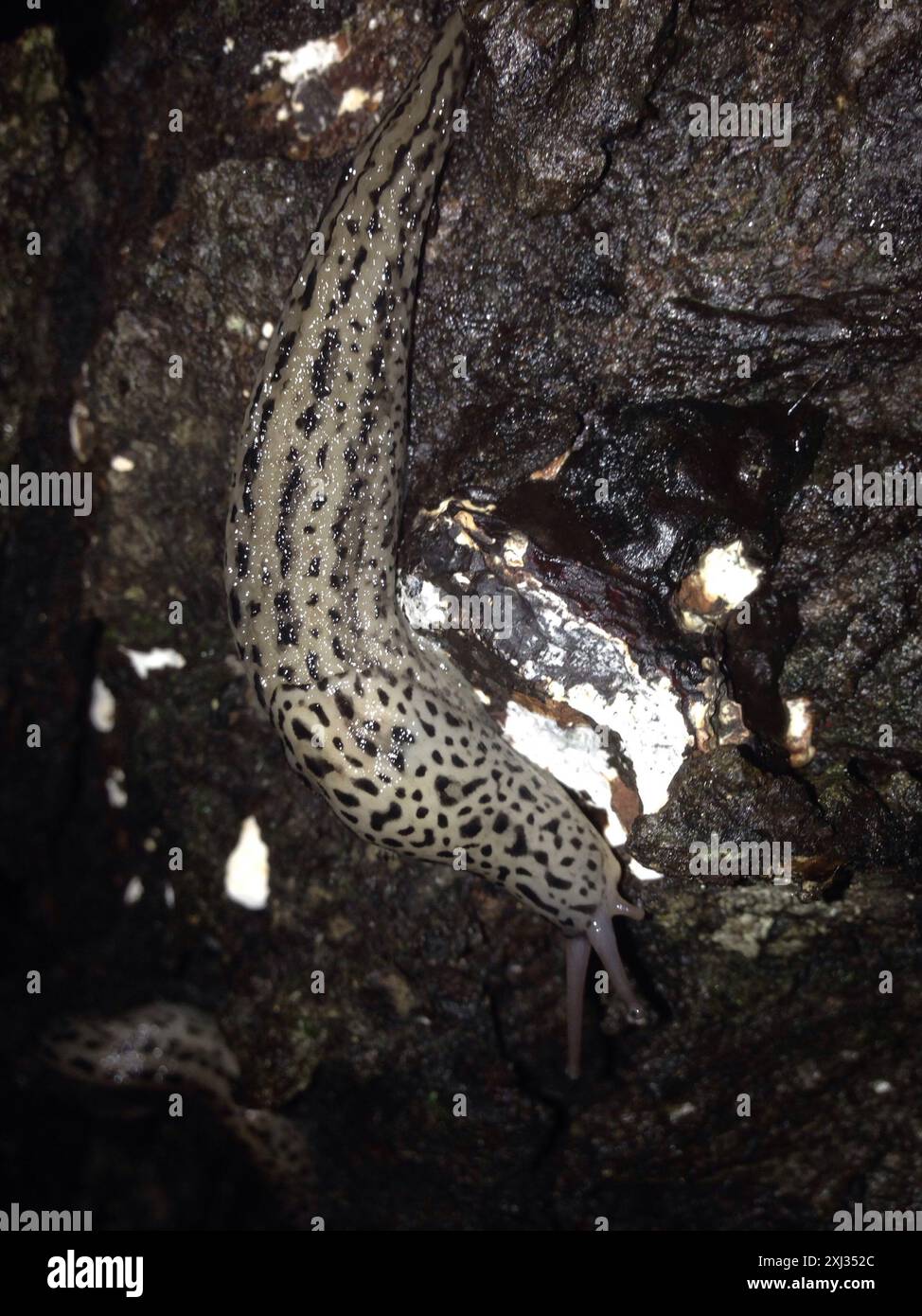 Leopard Slug (Limax maximus) Mollusca Stock Photo - Alamy