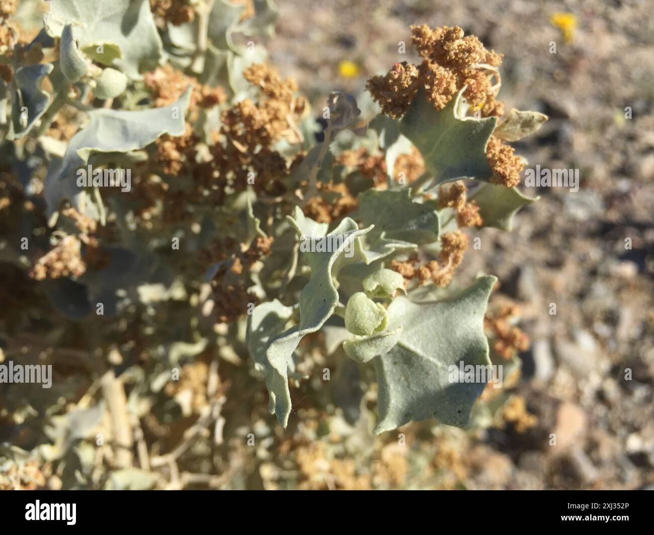 Atriplex hymenelytra hi-res stock photography and images - Alamy