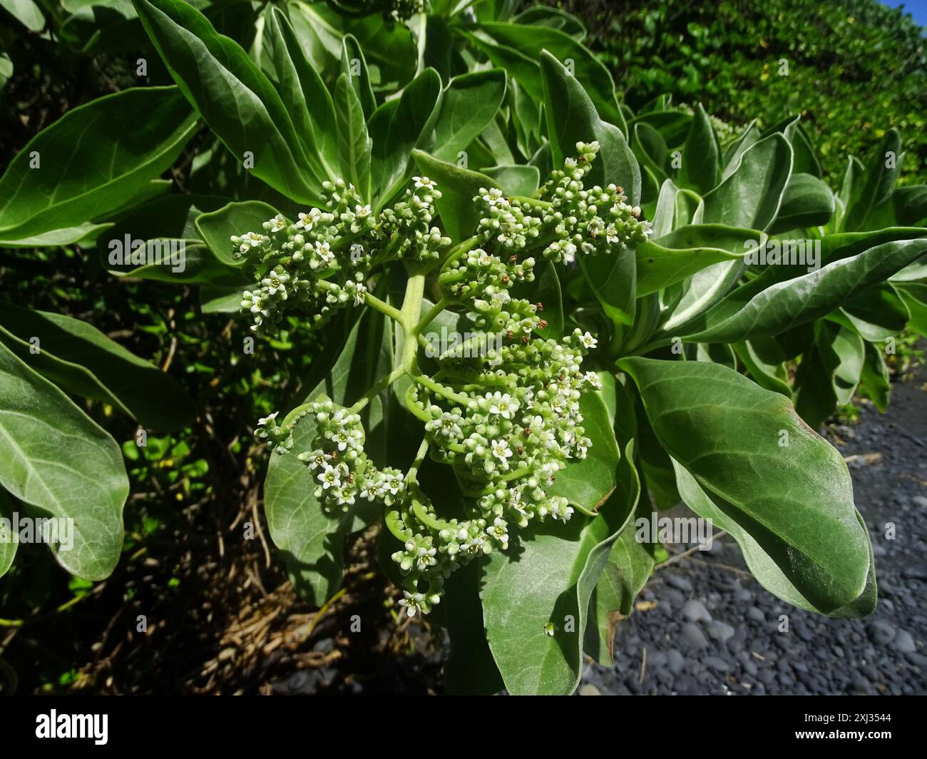 tree heliotrope (Heliotropium arboreum) Plantae Stock Photo - Alamy