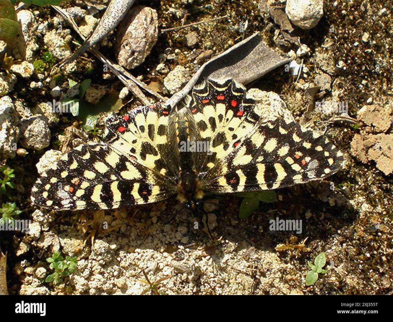 Spanish Festoon (Zerynthia rumina) Insecta Stock Photo - Alamy