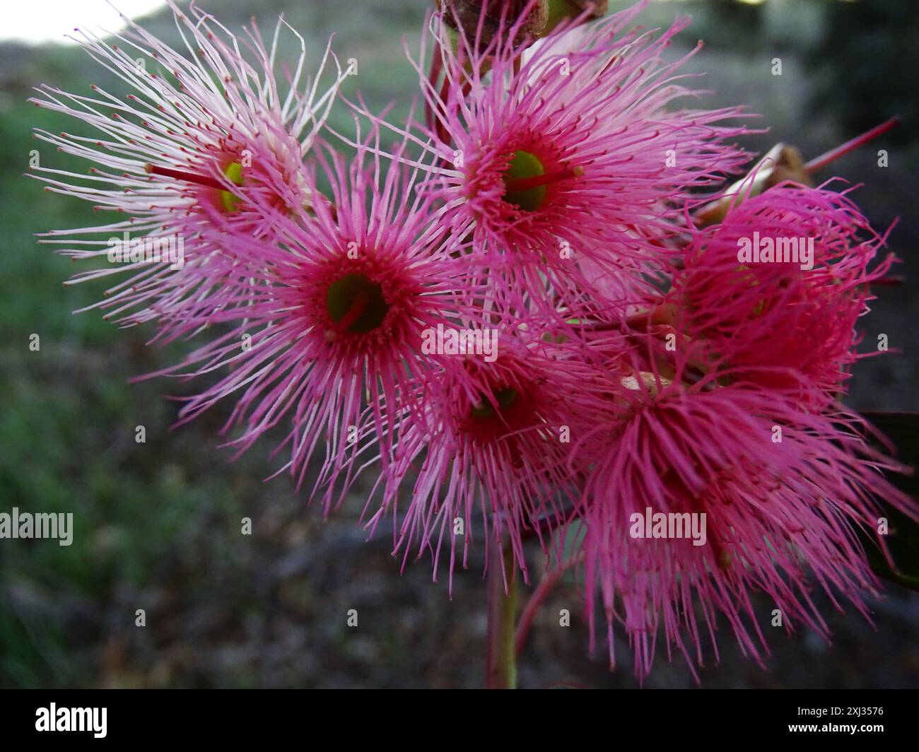 Red Ironbark (Eucalyptus sideroxylon) Plantae Stock Photo - Alamy