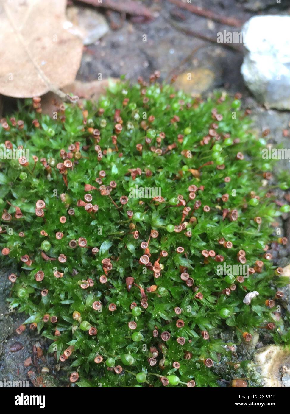 common bladder moss (Physcomitrium pyriforme) Plantae Stock Photo - Alamy