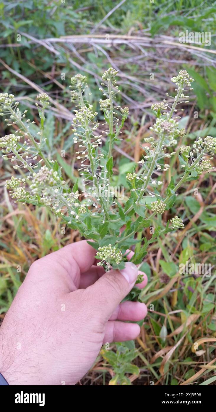 field peppergrass (Lepidium campestre) Plantae Stock Photo - Alamy