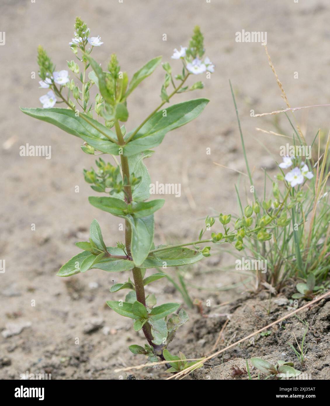 blue water-speedwell (Veronica anagallis-aquatica) Plantae Stock Photo ...