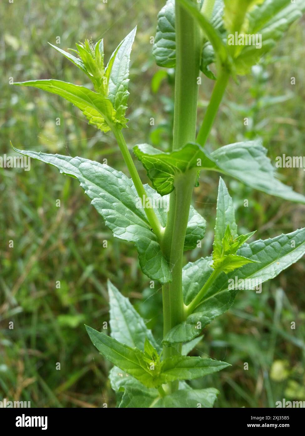 moth mullein (Verbascum blattaria) Plantae Stock Photo - Alamy