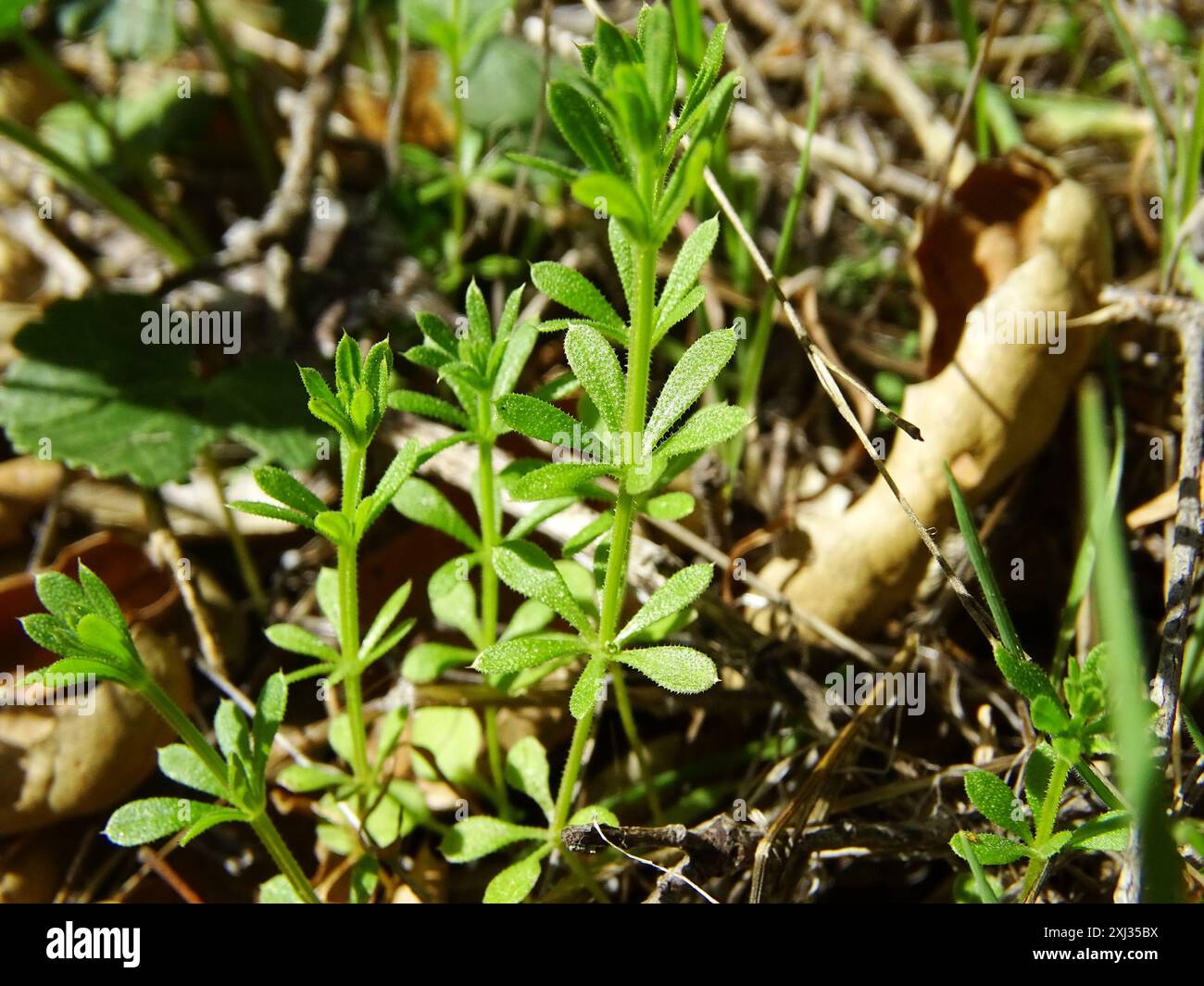 catchweed bedstraw (Galium aparine) Plantae Stock Photo - Alamy