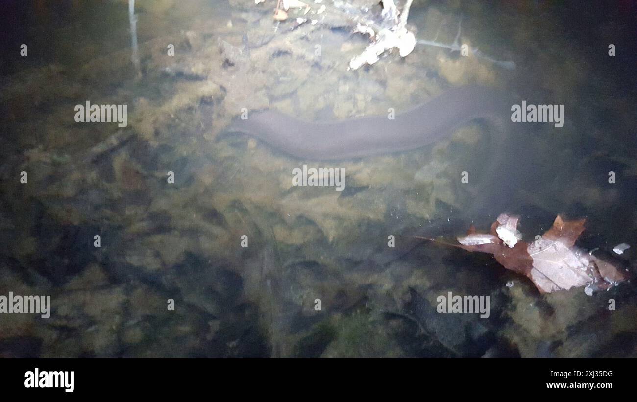 Three-toed Amphiuma (Amphiuma tridactylum) Amphibia Stock Photo - Alamy