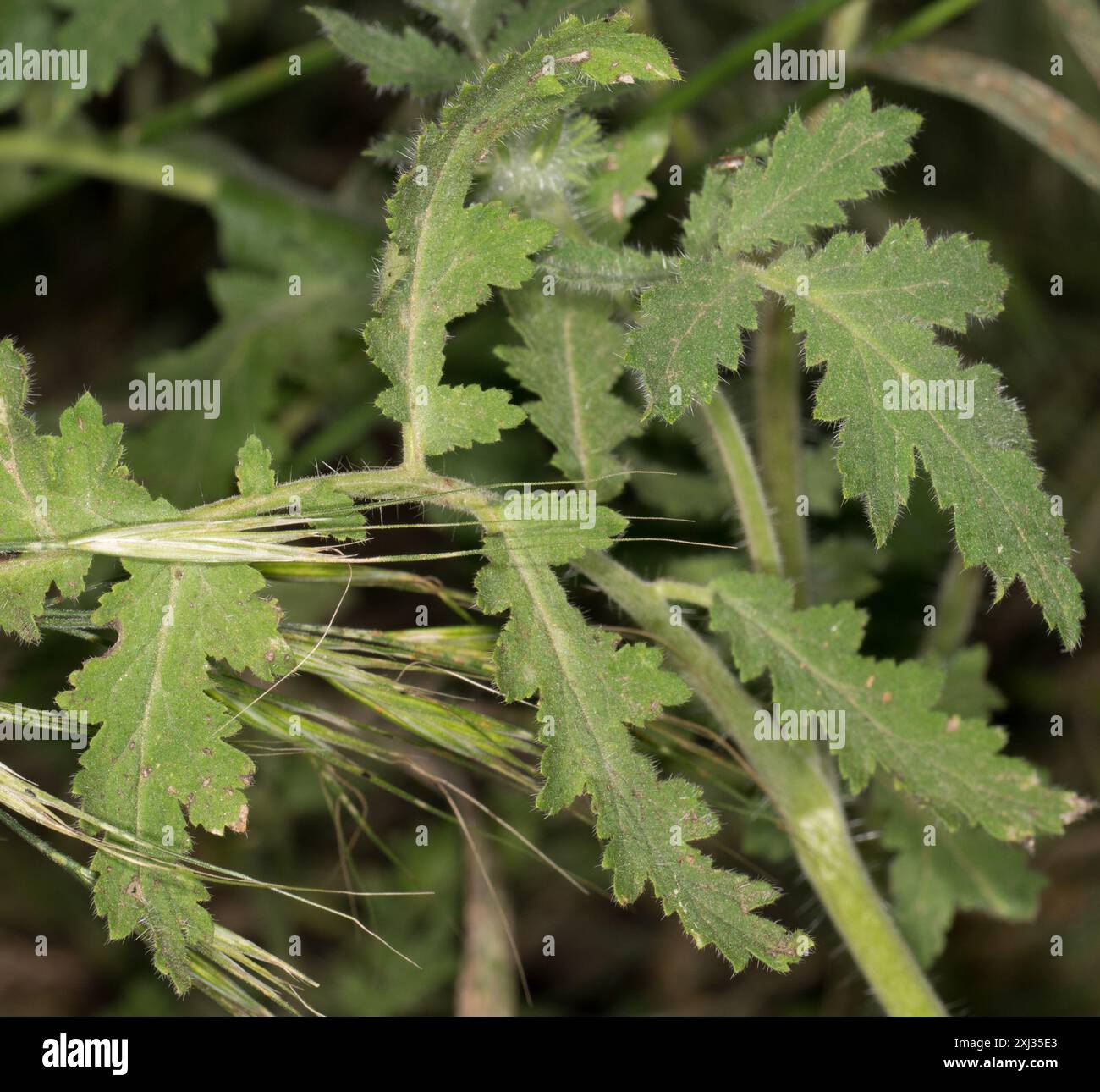 caterpillar phacelia (Phacelia cicutaria hispida) Plantae Stock Photo ...