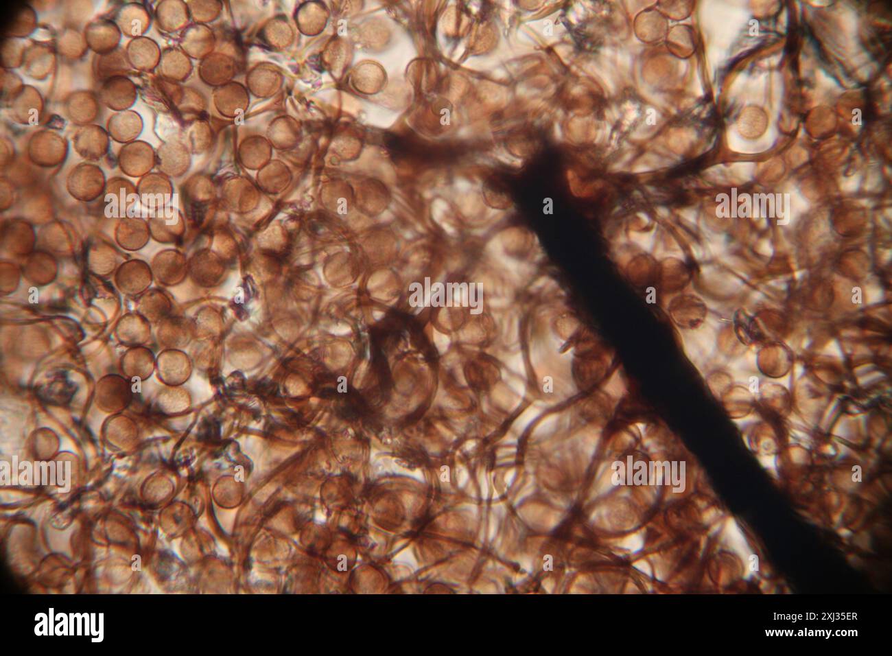 (Comatricha nigra) Protozoa Stock Photo - Alamy