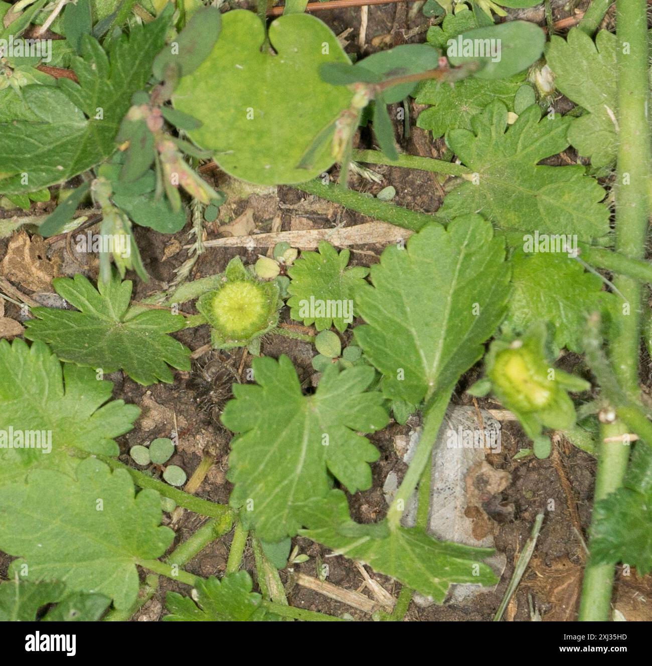 Carolina Bristlemallow (Modiola caroliniana) Plantae Stock Photo - Alamy