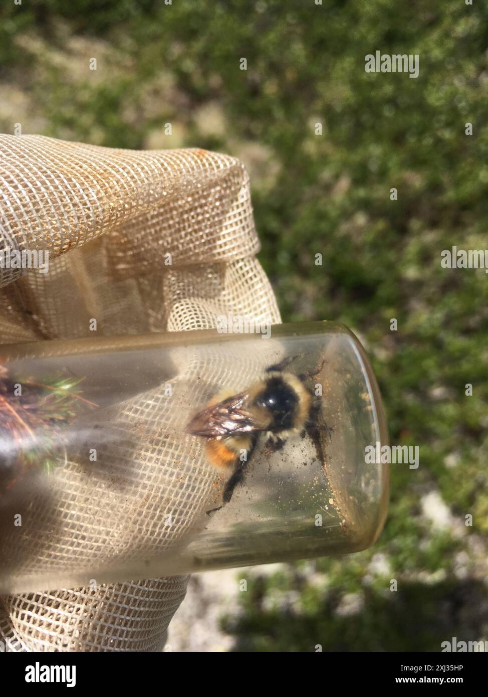 Bombus sylvicola hi-res stock photography and images - Alamy