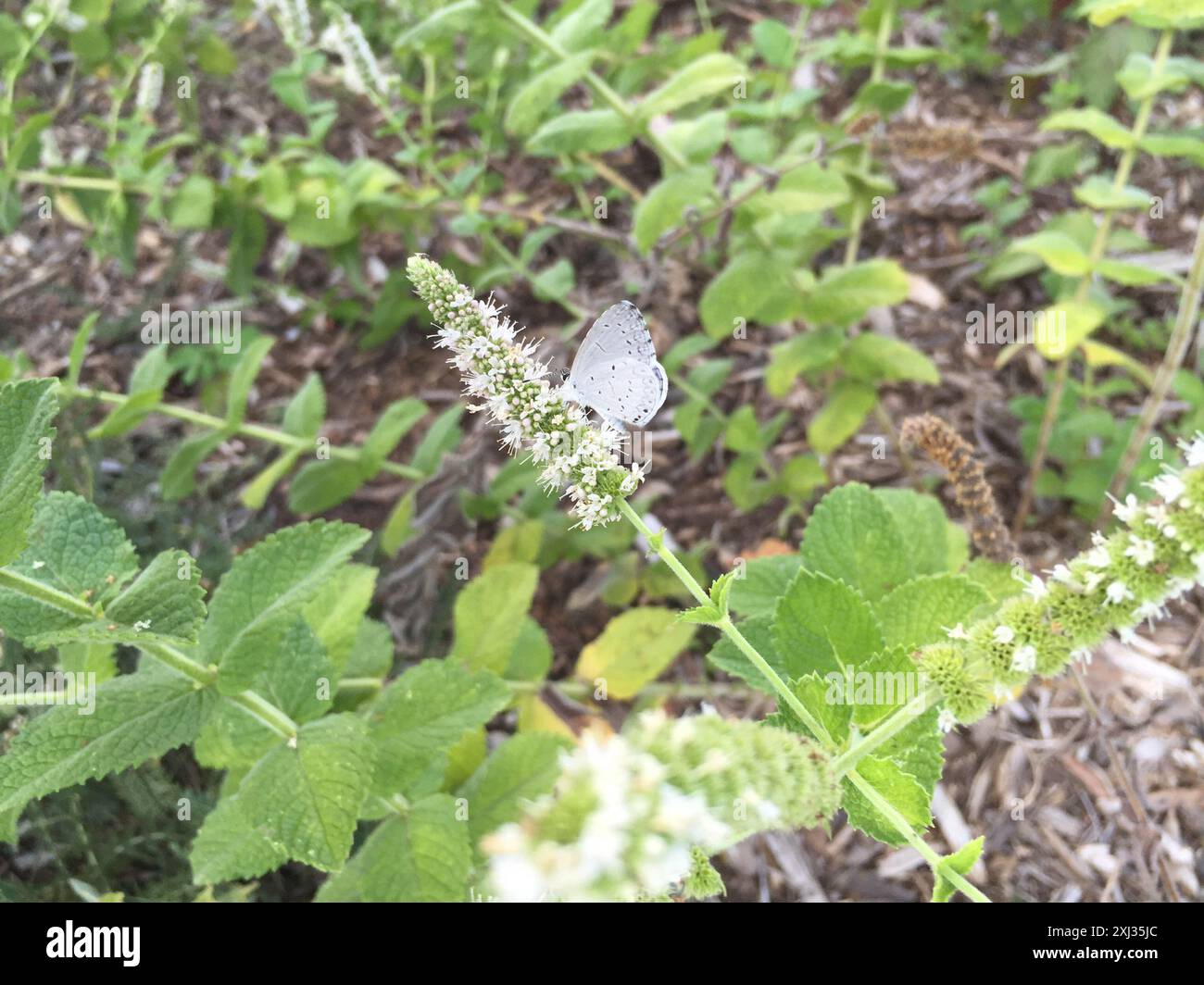 Summer Azure (Celastrina neglecta) Insecta Stock Photo - Alamy