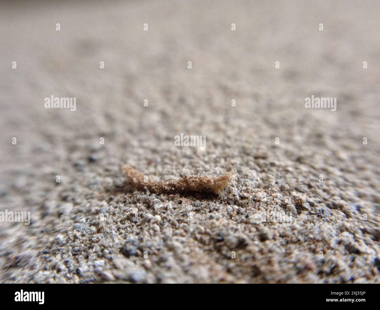 Wormlions (Vermileonidae) Insecta Stock Photo - Alamy