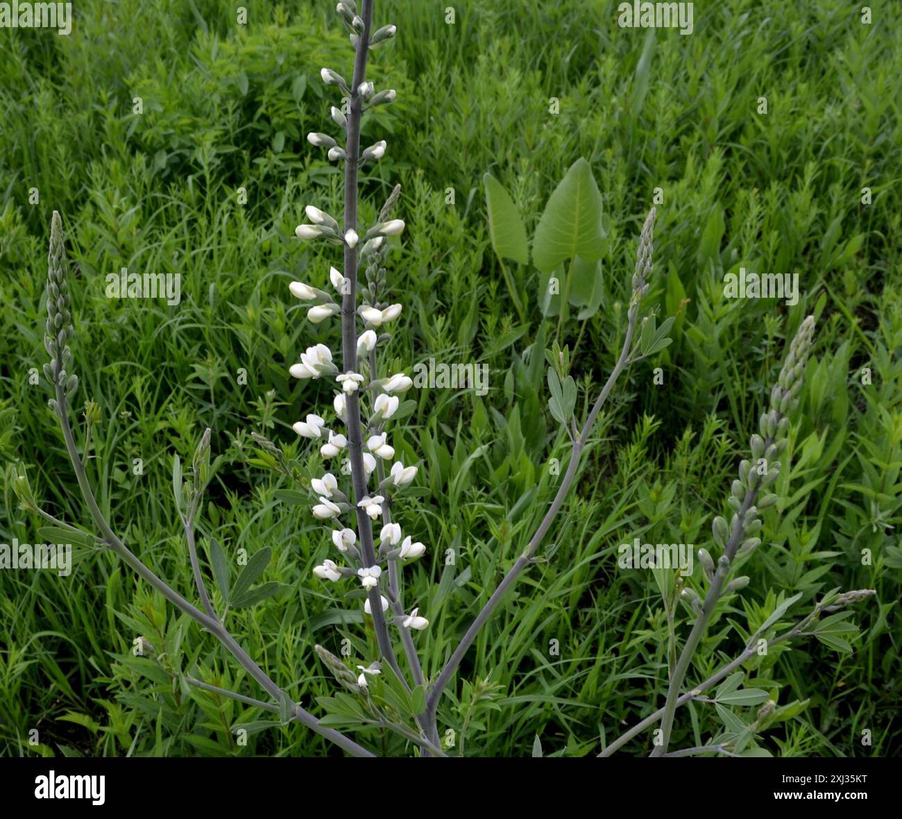white wild indigo (Baptisia alba) Plantae Stock Photo - Alamy