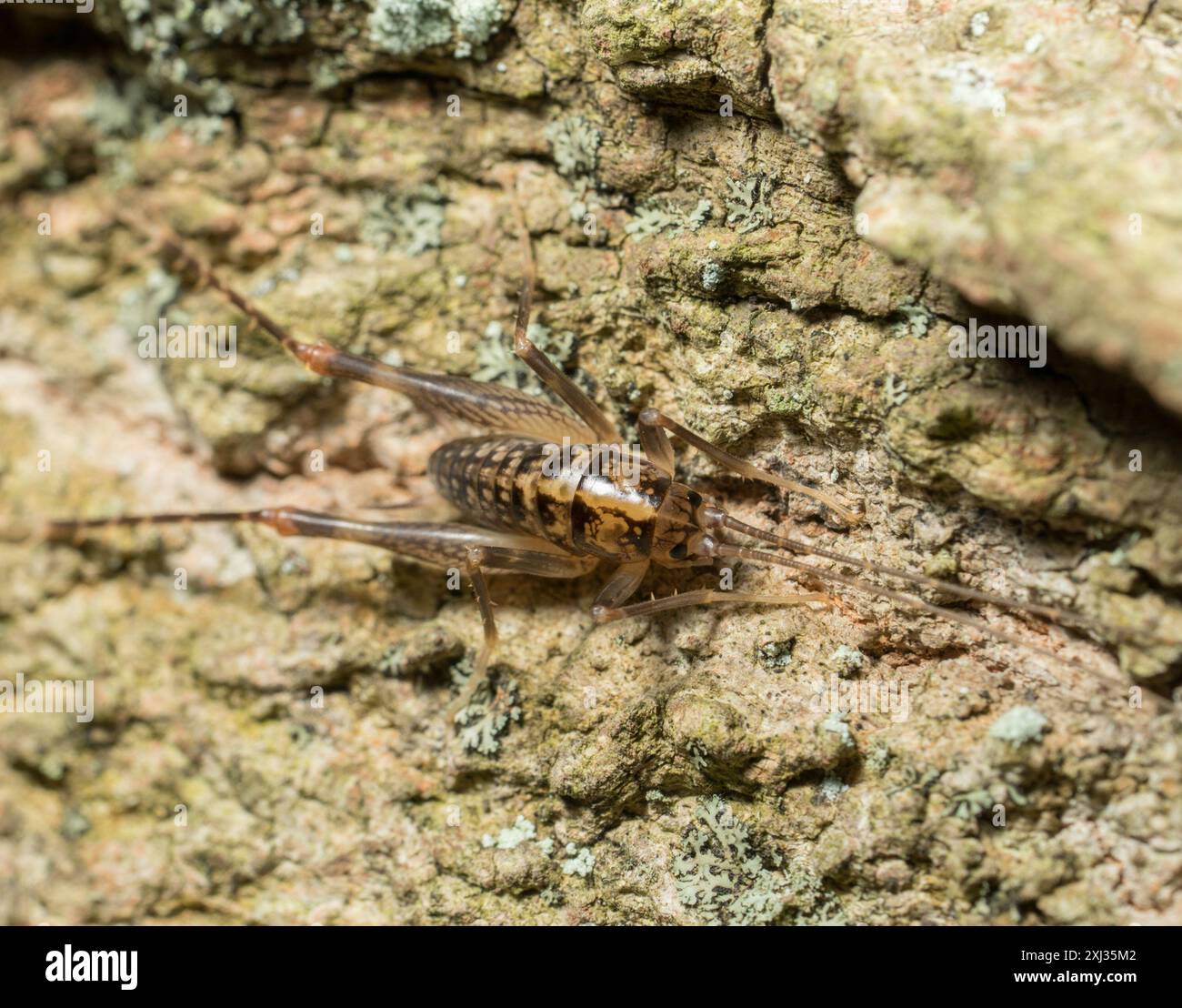 Camel crickets hi-res stock photography and images - Alamy