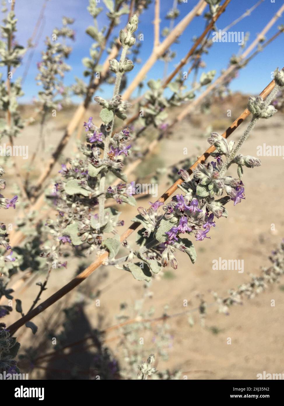 desert lavender (Condea emoryi) Plantae Stock Photo - Alamy