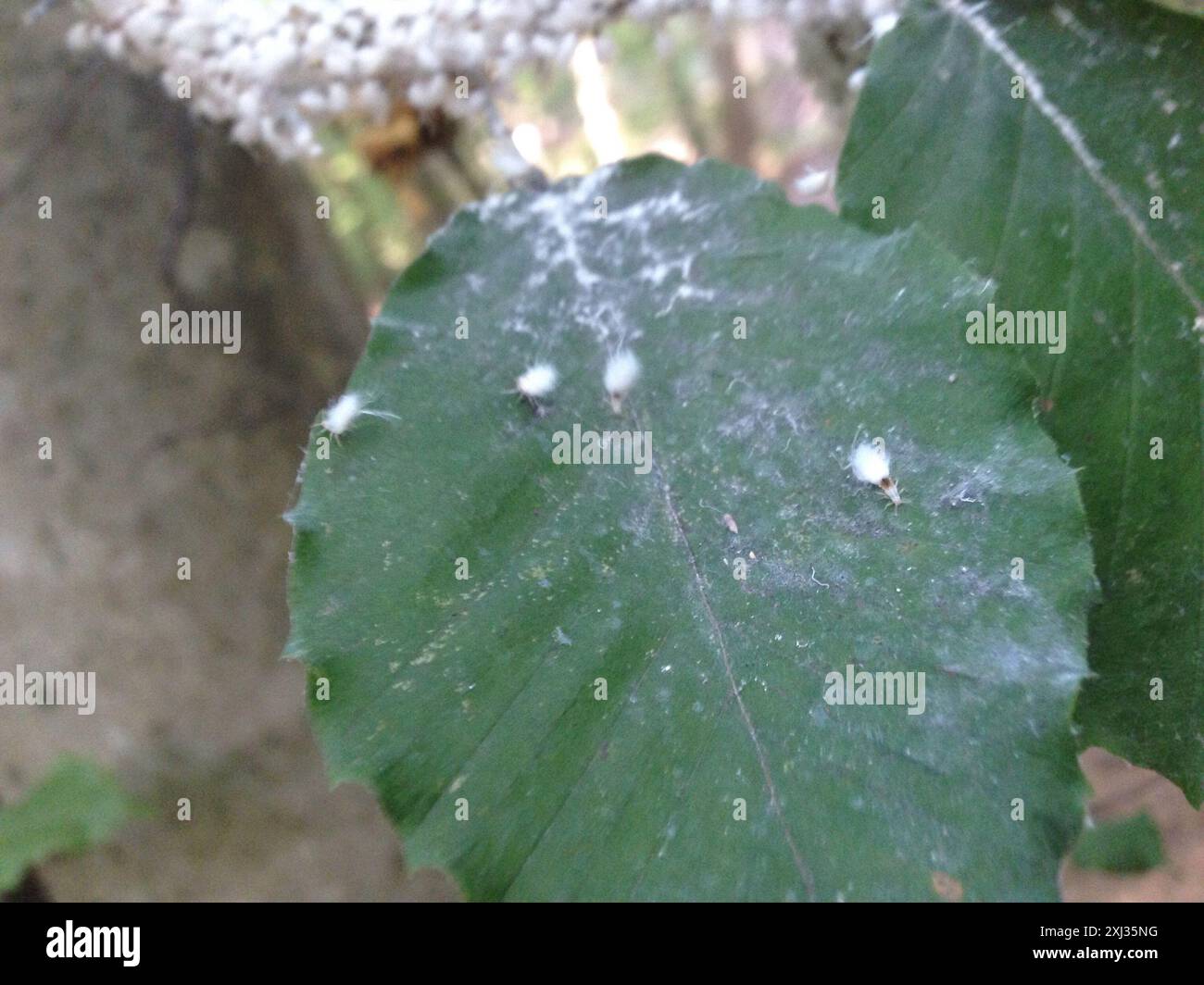 Beech blight aphid hi-res stock photography and images - Alamy