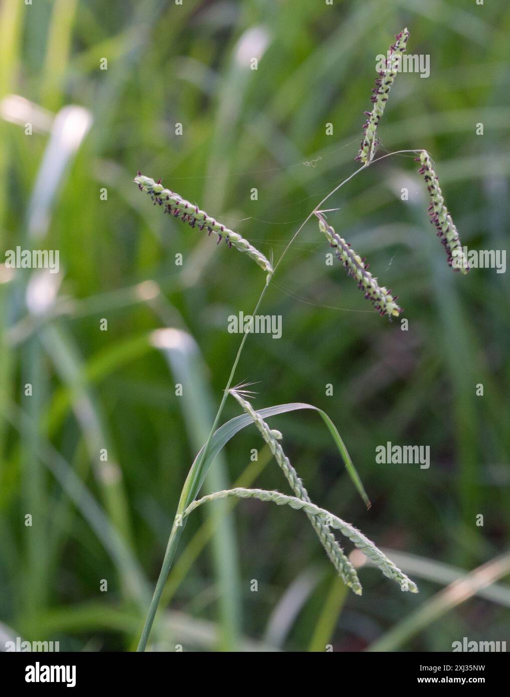 Dallis grass (Paspalum dilatatum) Plantae Stock Photo - Alamy