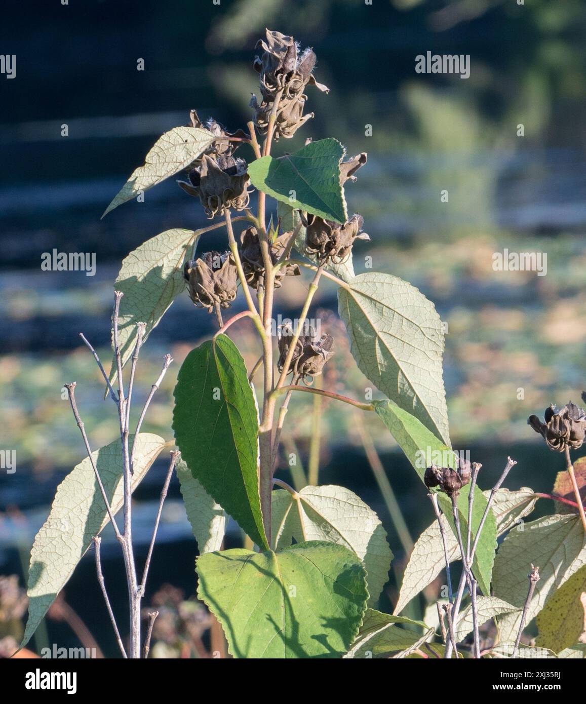 swamp rose mallow (Hibiscus moscheutos) Plantae Stock Photo - Alamy